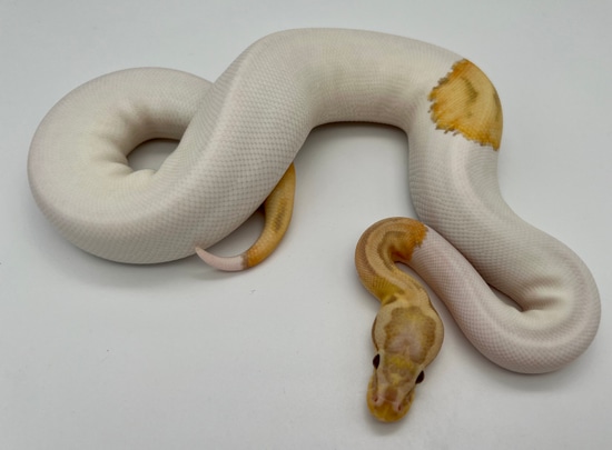 Candy Pied Ball Python by Nicebalz Snakes