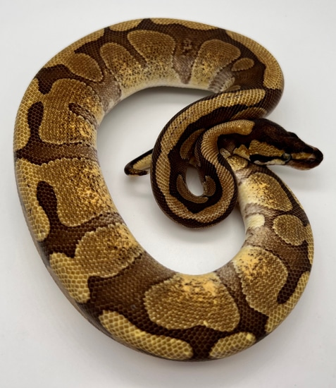Enchi Red Stripe Ball Python by Nicebalz Snakes