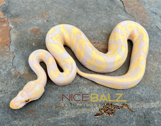 Leopard Candino Pos Het Pied Ball Python by Nicebalz Snakes
