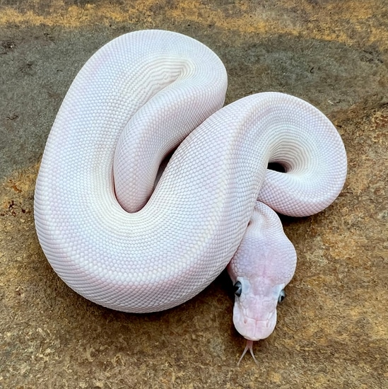 Blue Eyed Lucy Ball Python by Nicebalz Snakes