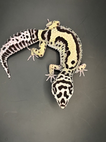 Bold Stripe, Extreme Bold Leopard Gecko by Nice Guy Reptiles