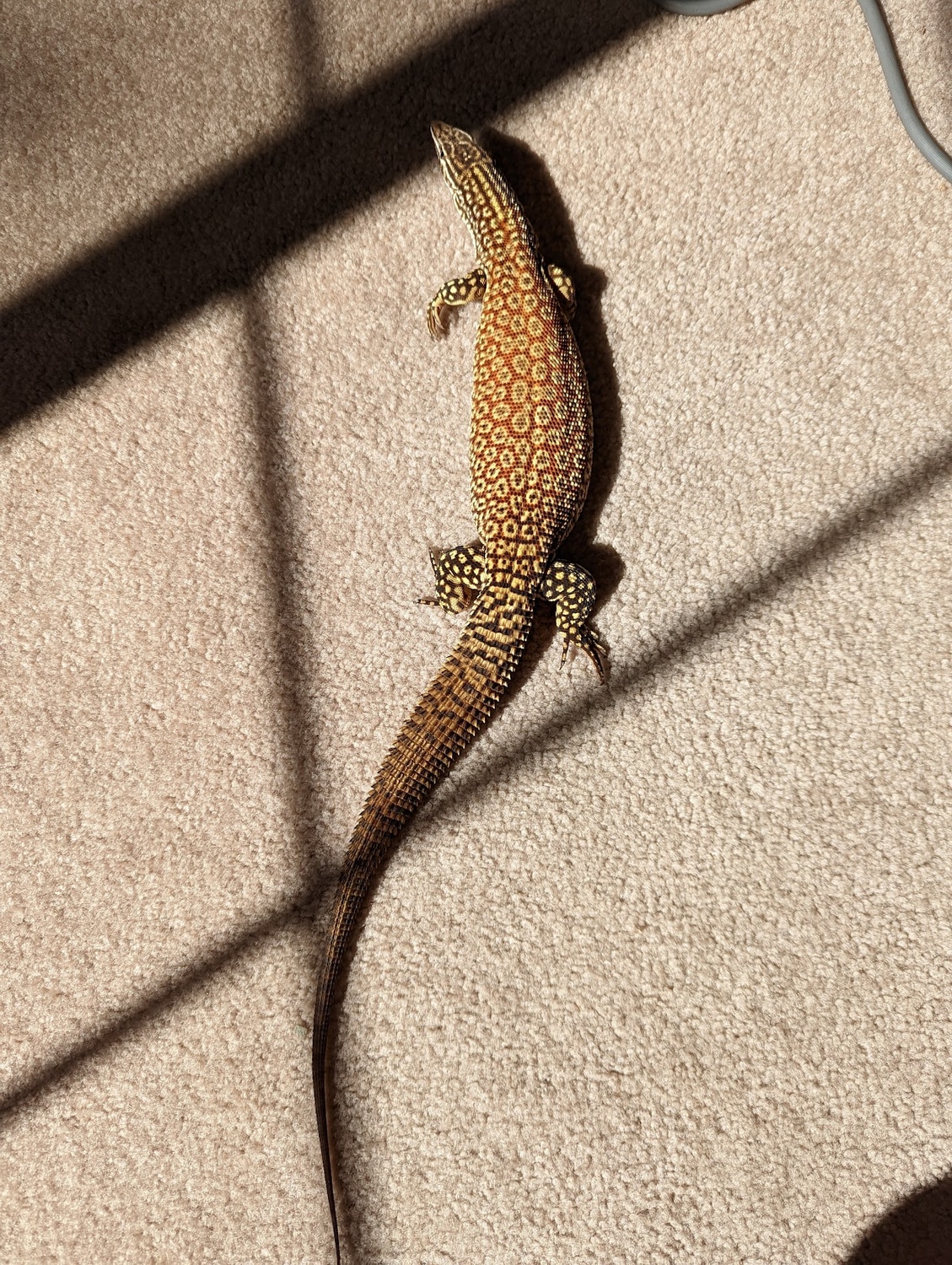 Iota Spiny-Tailed Monitor by Rocky Mountain Monitors - MorphMarket
