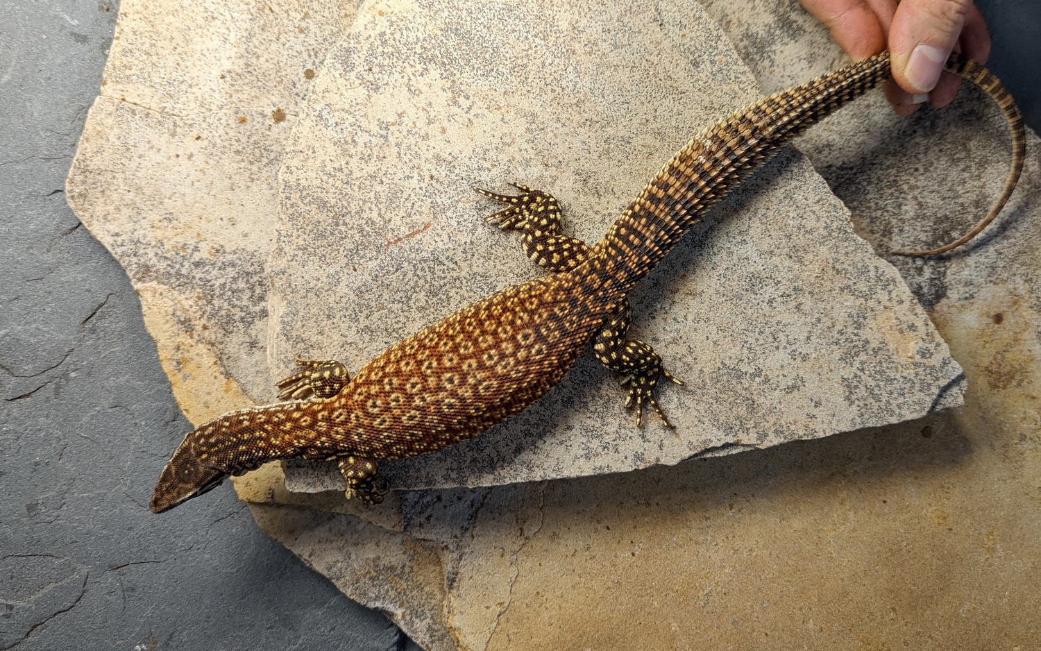 2021 Red (21-4) Ackie Monitor by Rocky Mountain Monitors - MorphMarket