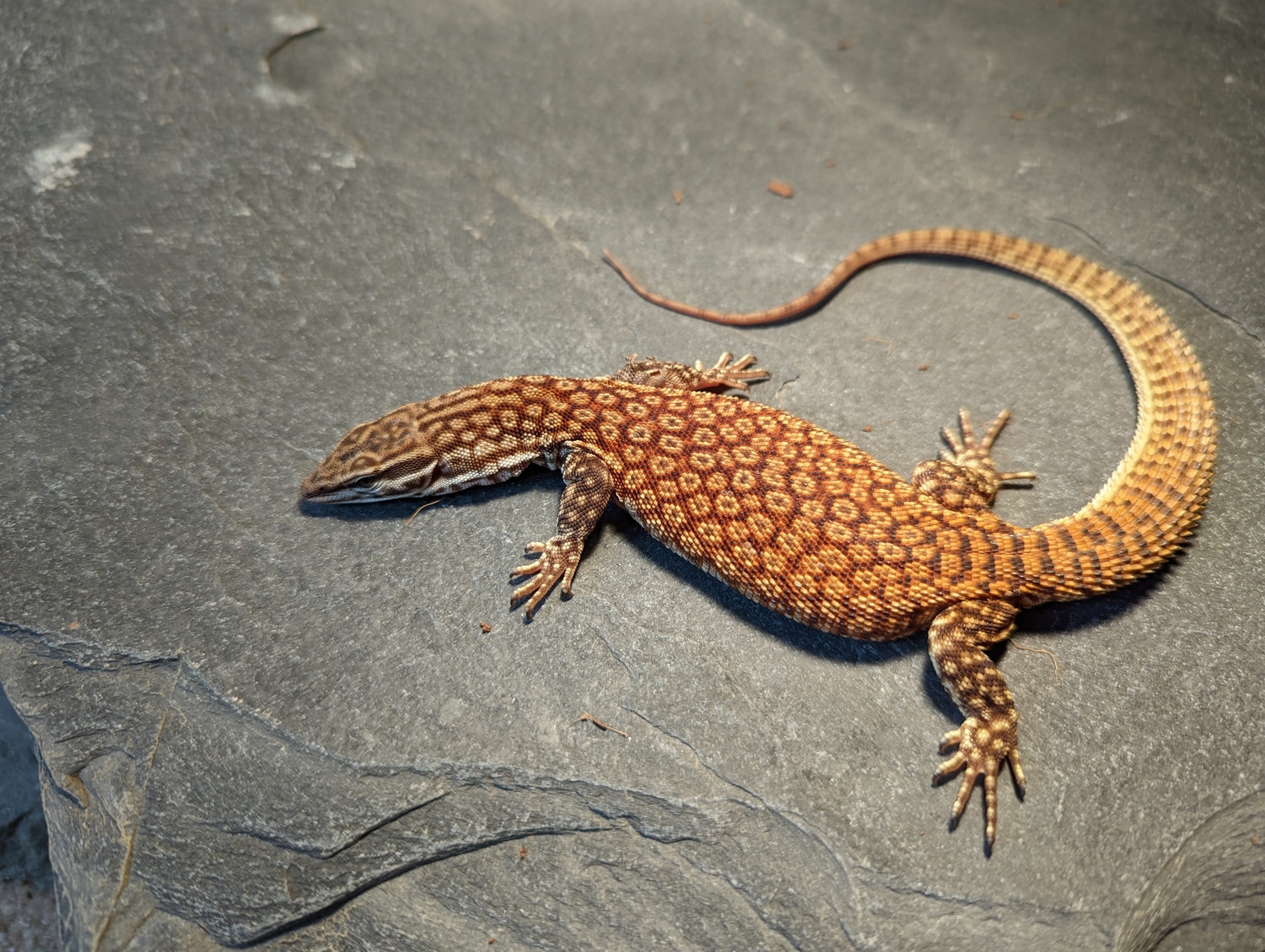 Socialized 2022 Red Ackie Spiny-Tailed Monitor by Rocky Mountain ...