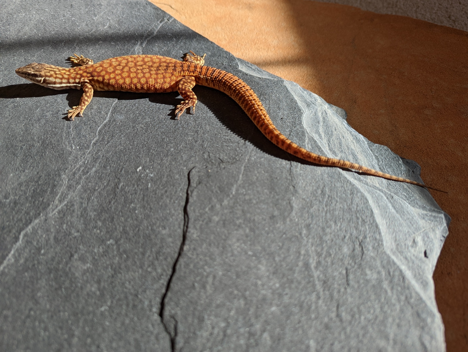 Socialized 2022 Red Ackie (22-5) Spiny-Tailed Monitor by Rocky Mountain ...