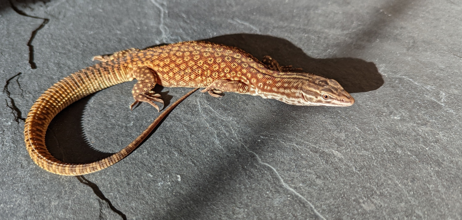 Socialized Red Ackie (22-1) Spiny-Tailed Monitor by Rocky Mountain ...