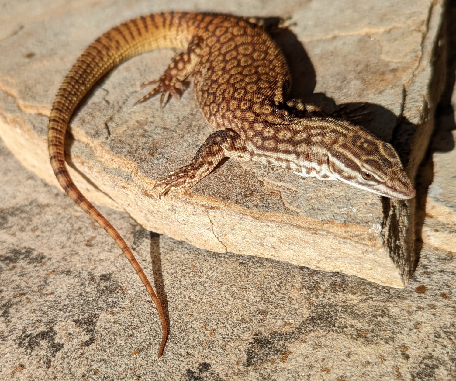 Red Ackie (22-12) Spiny-Tailed Monitor by Rocky Mountain Monitors ...