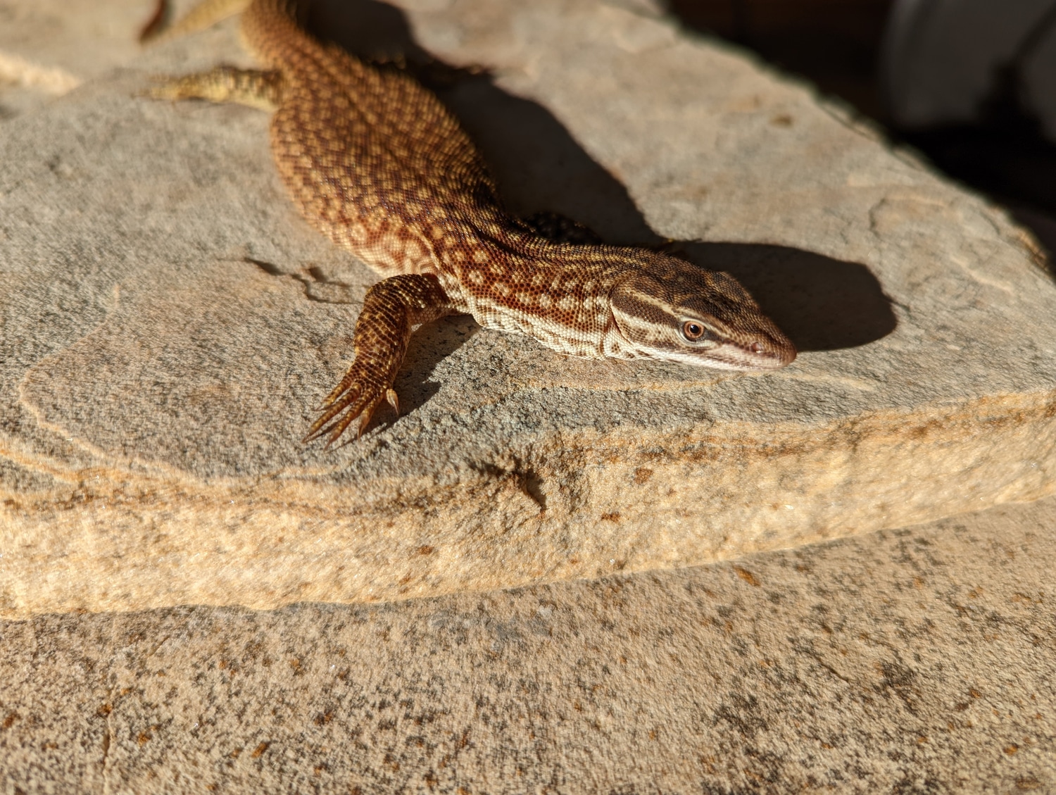 Friendly Red Ackie (22-4) Spiny-Tailed Monitor by Rocky Mountain ...