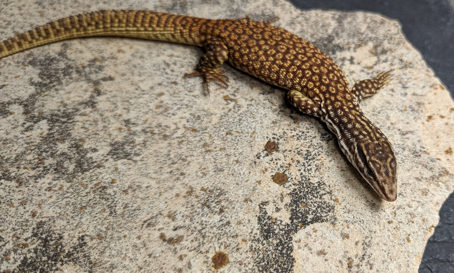 Red Ackie (22-16) Spiny-Tailed Monitor by Rocky Mountain Monitors ...