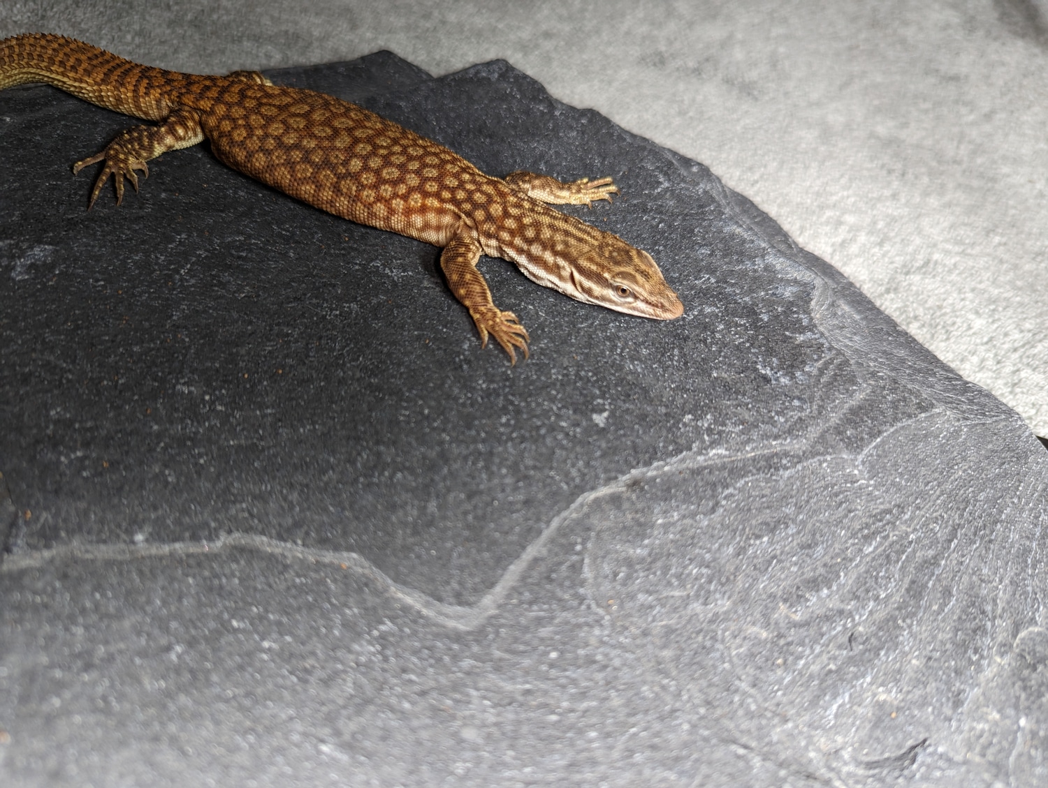 Red Ackie (22-14) Spiny-Tailed Monitor by Rocky Mountain Monitors ...