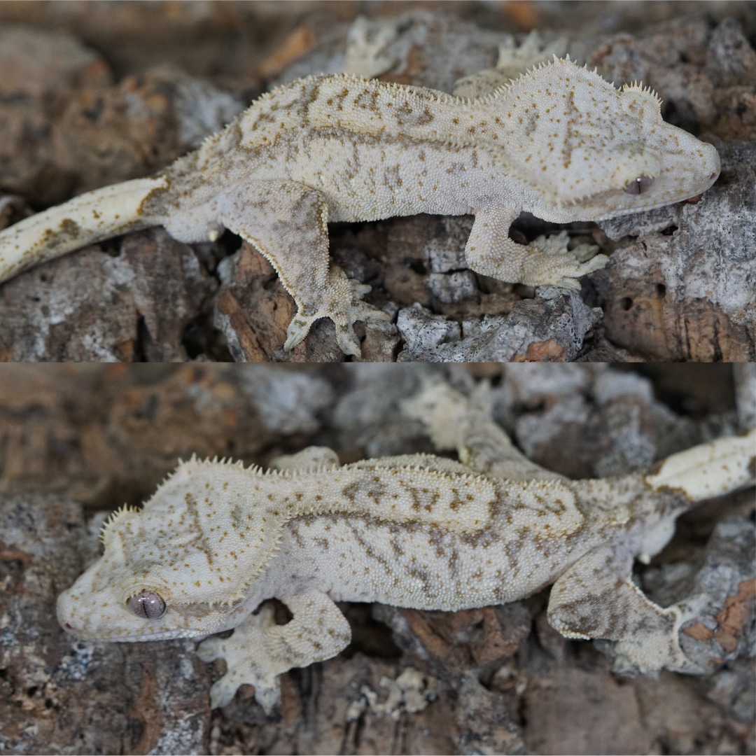 Yellow Base Phantom Crested Gecko by Giuliana's Geckos - MorphMarket