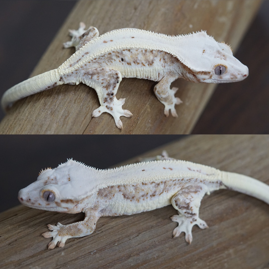 Yellow High Coverage Lilly White Crested Gecko by Giuliana's Geckos ...