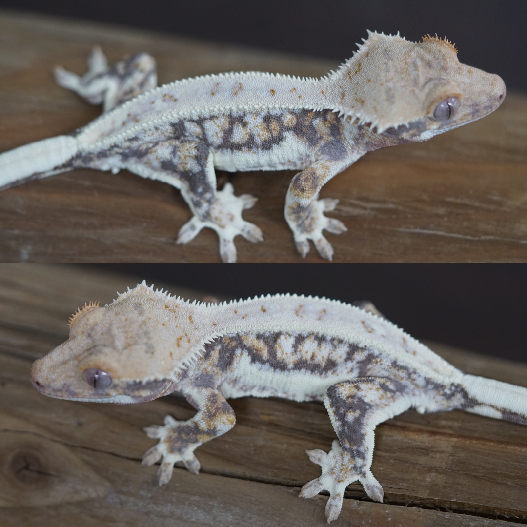 Lavender Tri-Color High Coverage Lilly White Crested Gecko by Giuliana ...