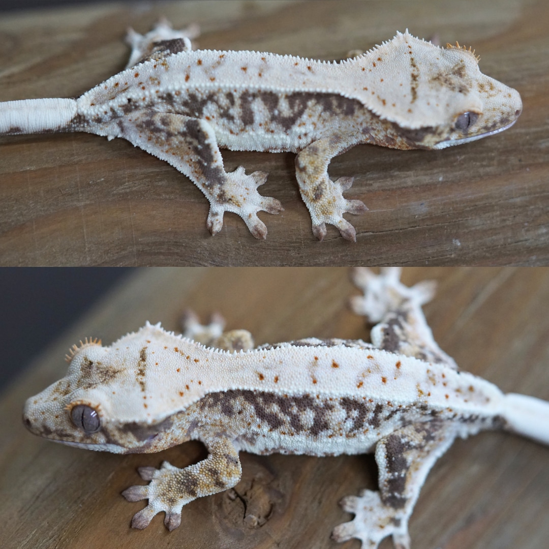 Yellow Tri-Color High Coverage Lilly White Crested Gecko by Giuliana's ...