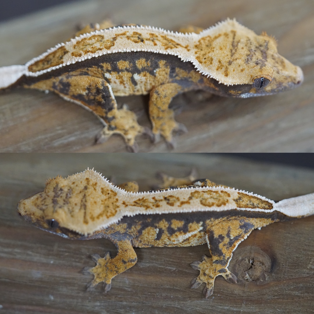 Dark Base Tri-Color Pinstripe Crested Gecko by Giuliana's Geckos ...