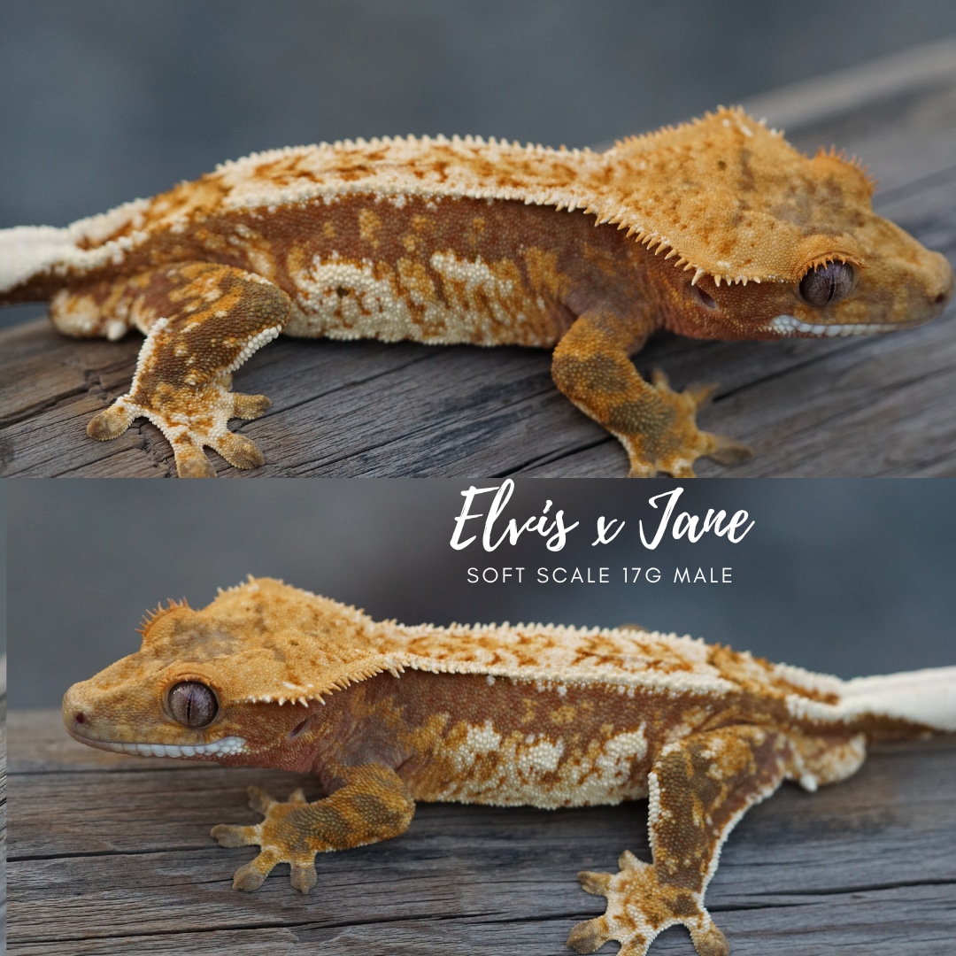 Red Soft Scale Tri-Color Crested Gecko by Giuliana's Geckos - MorphMarket