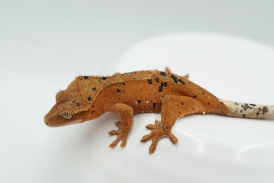 Pepper Jack X Poptart 28 Gram Female Crested Gecko by Giuliana's Geckos