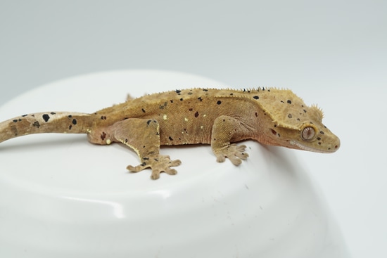 Pepper Jack X Yaw Yaw 40 Gram Male Crested Gecko by Giuliana's Geckos