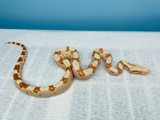 Lavender Sharp, Hypo - Free Shipping Boa Constrictor by Cleveland ...