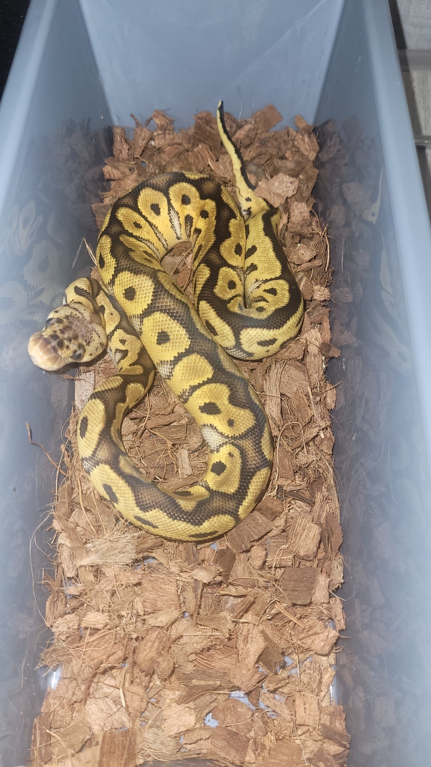 Pastel Clown Ball Python by Nick's Exotics Boa's & Balls - MorphMarket