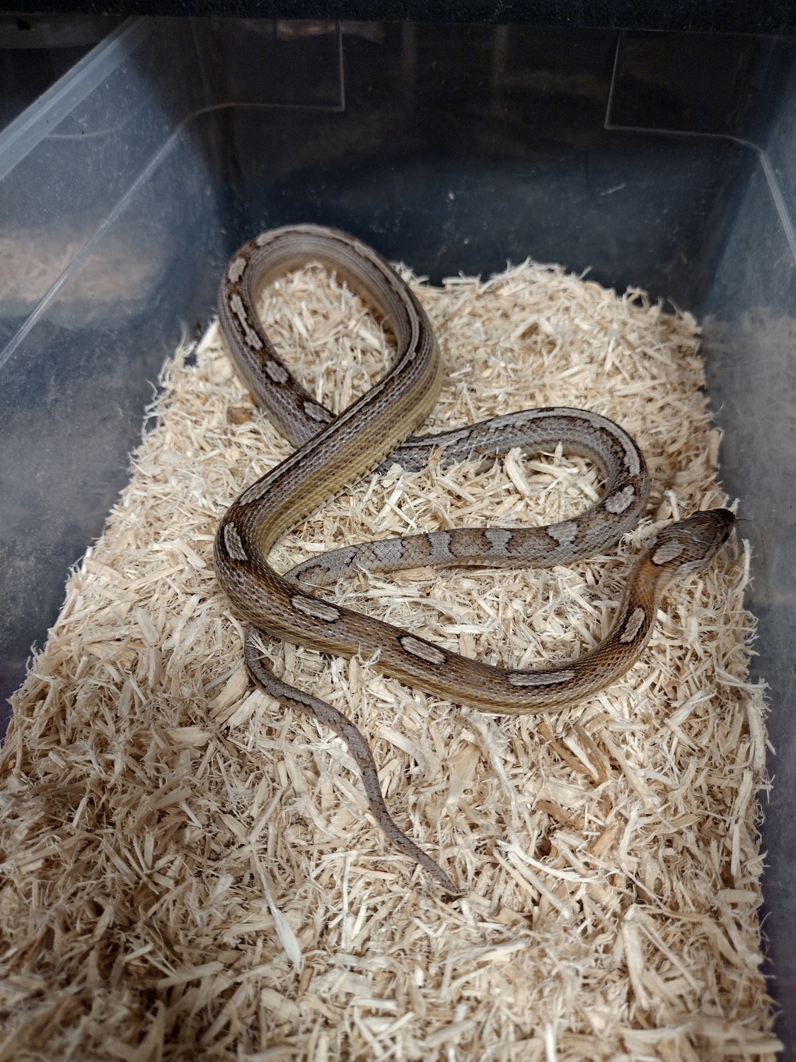 22' Ghost Motley/Stripe Corn Snake by Broadview's Scales & Tails ...