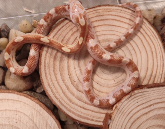 23 Saffron Corn Snake by Broadview's Scales & Tails