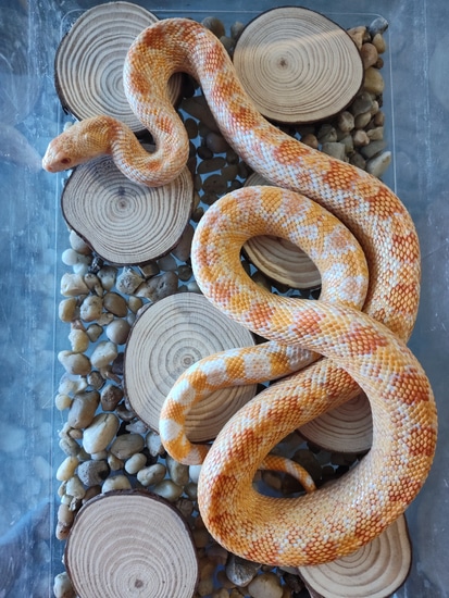 22 Albino Sonoran Gopher Snake by Broadview's Scales & Tails