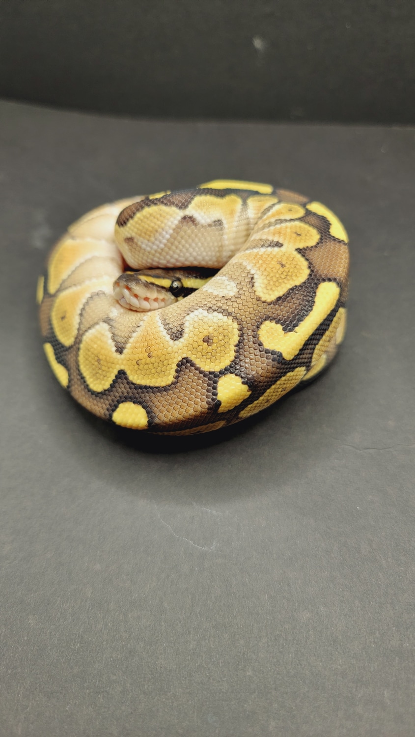 Lesser Ball Python by NKOBalls & Exotics - MorphMarket