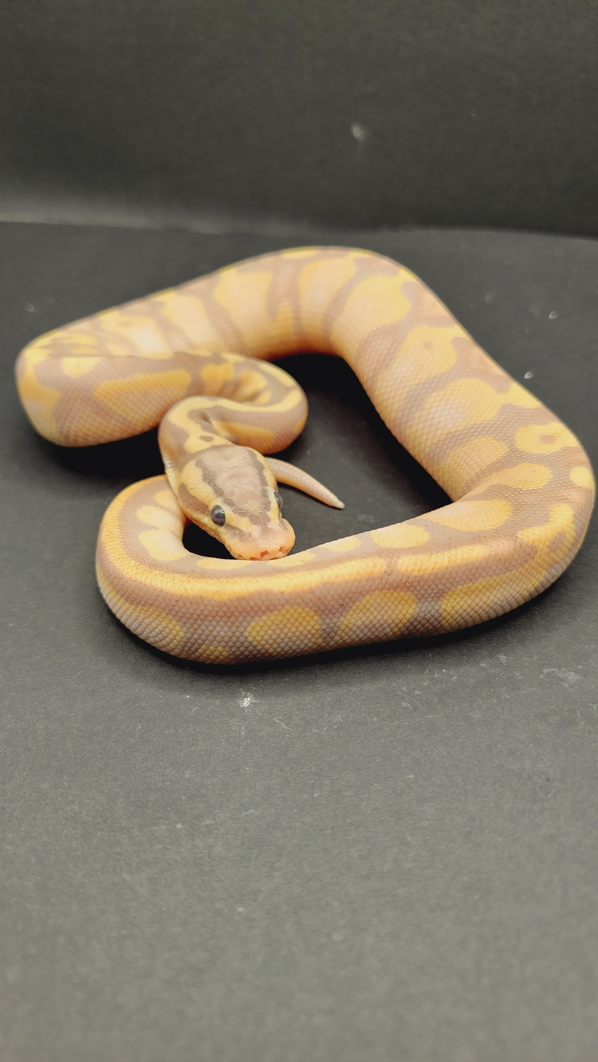 Pastel Banana Pos YB 100% Het Pied Ball Python by NKOBalls & Exotics ...