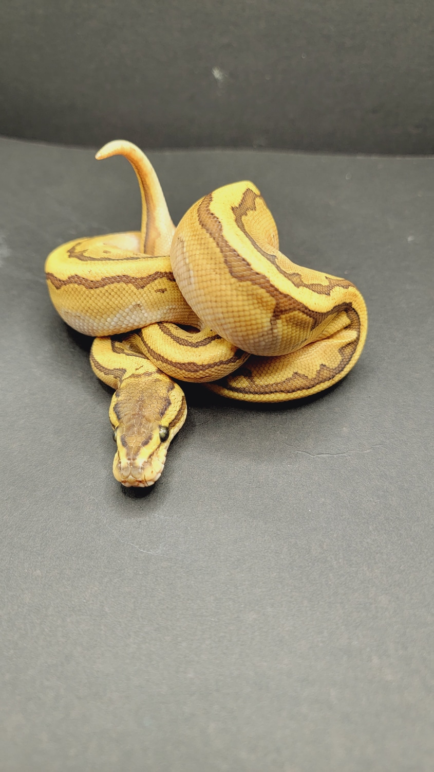 Kingpin Ball Python by NKOBalls & Exotics - MorphMarket