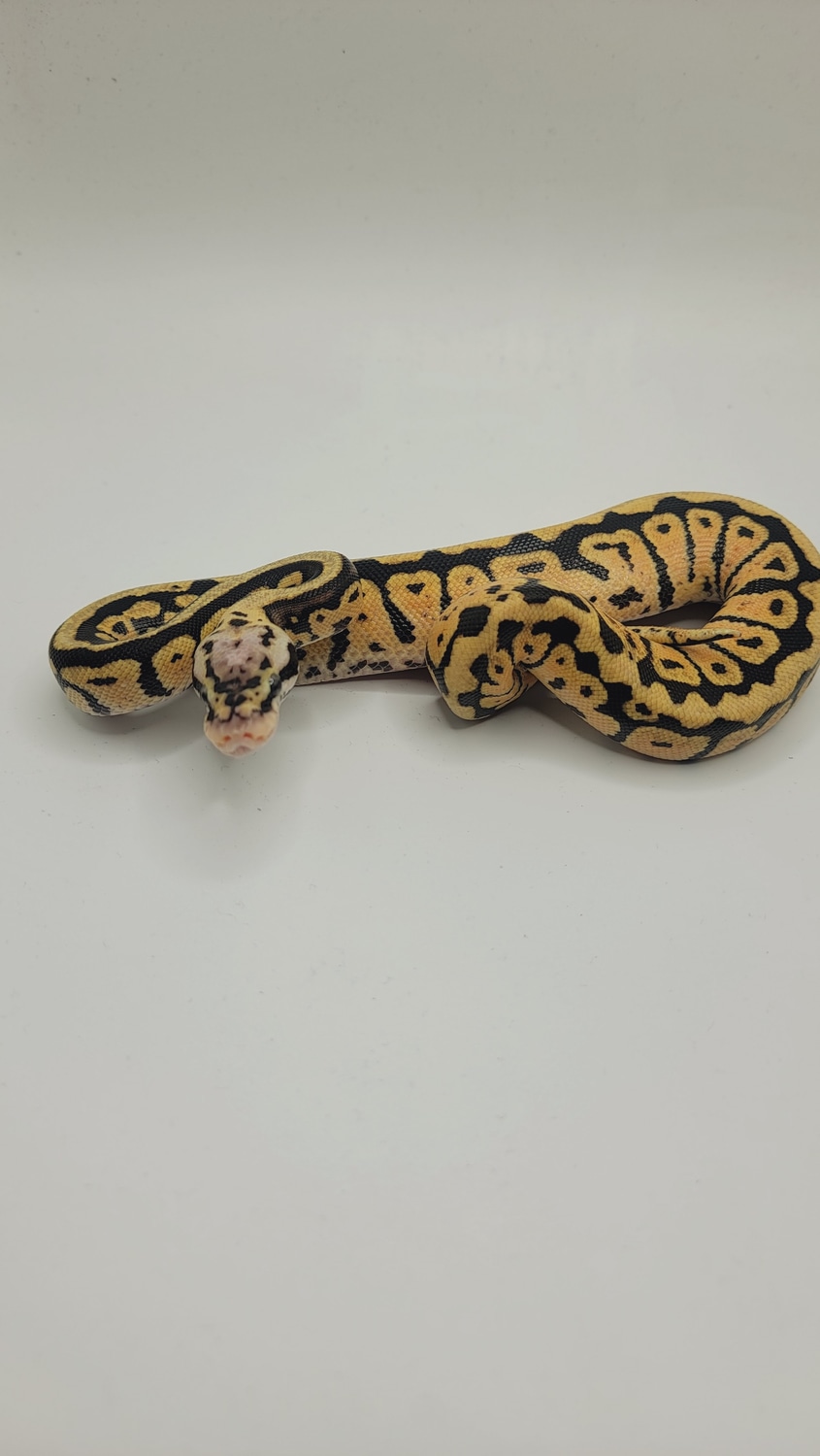 Pastel Spotnose Het Clown Poss YB Ball Python by NKOBalls & Exotics ...