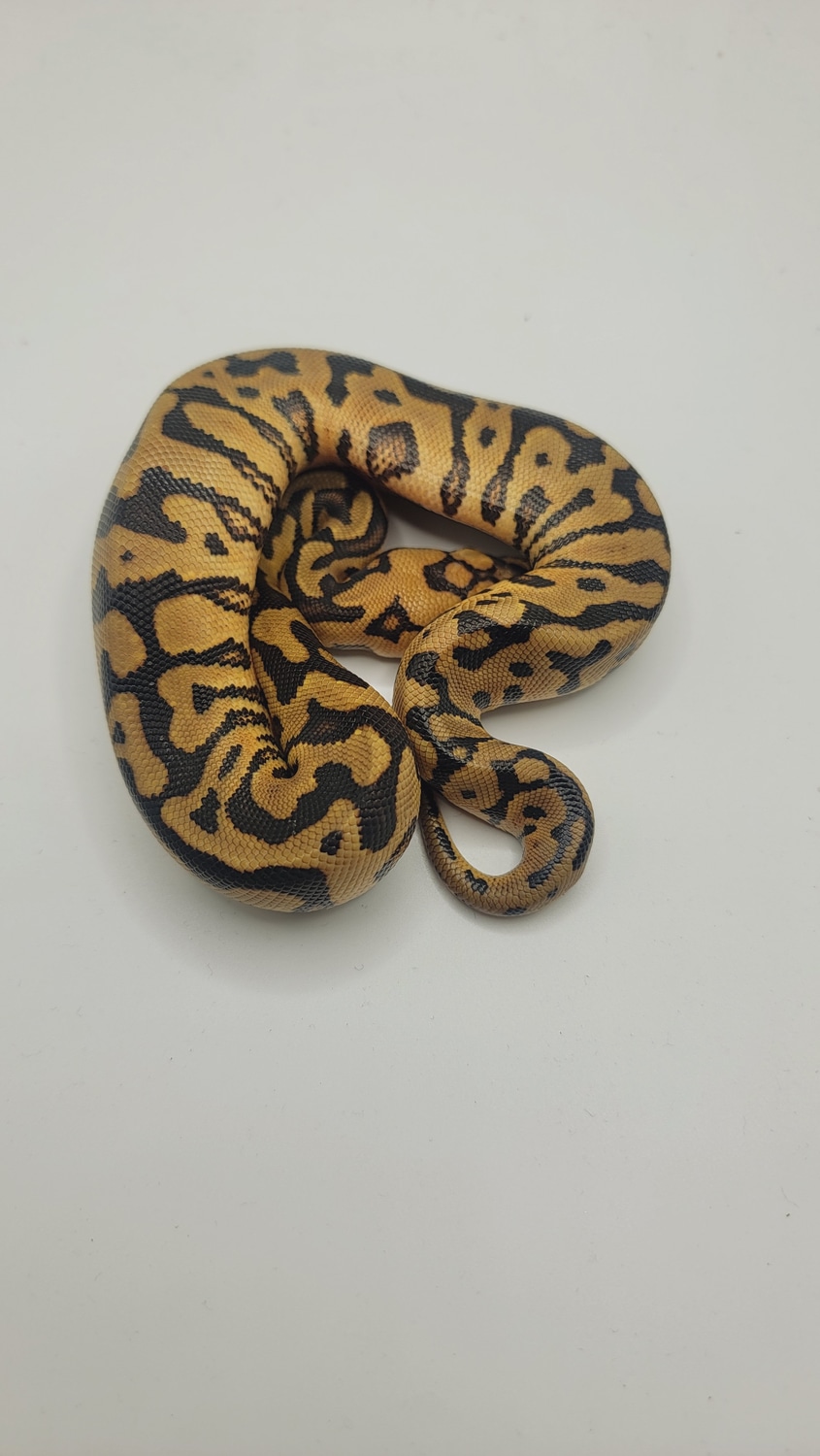 Spotnose Clown Ball Python by NKOBalls & Exotics - MorphMarket