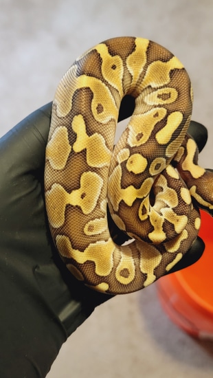 Lesser Enchi Het Clown Ball Python by NKOBalls & Exotics