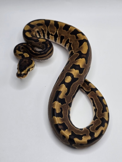 Puzzle BOGO See Description Ball Python by NKOBalls & Exotics