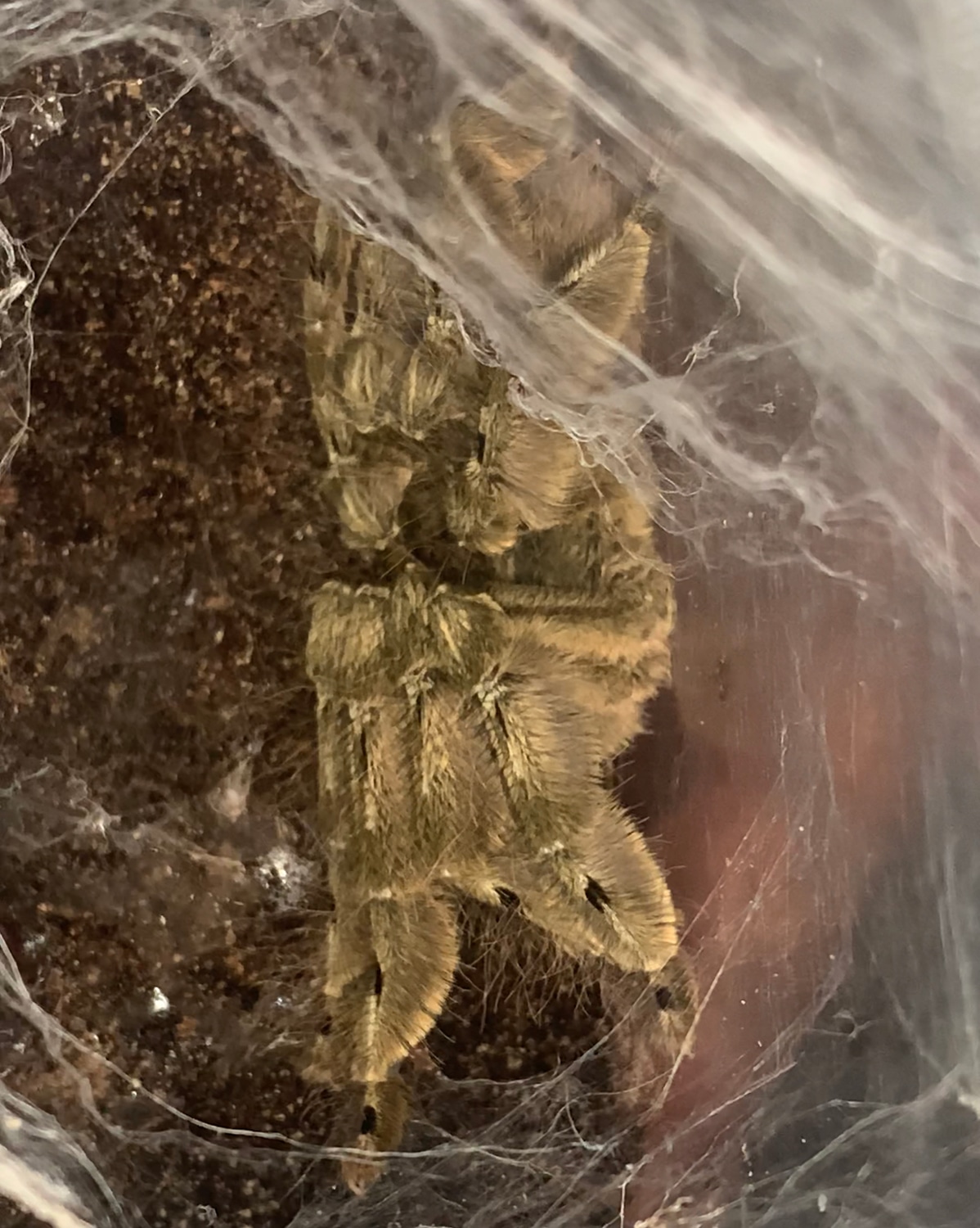 MM Feather Leg Tarantula by Nicks Reptiles and Arachnids - MorphMarket