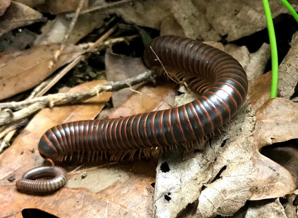 American Giant (Narceus Americanus) Millipede by Nicks Reptiles and ...