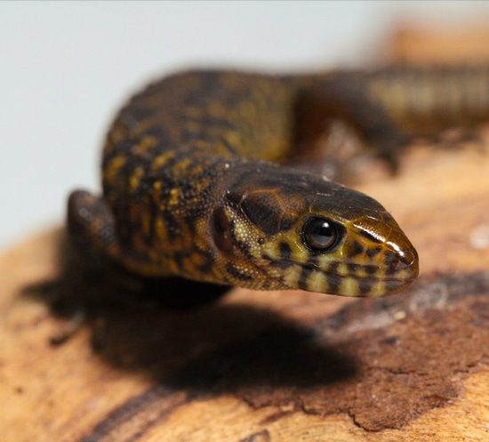 Yellow Spotted Night Lizards (Lepidophyma Flavimaculatum) More Lizard ...
