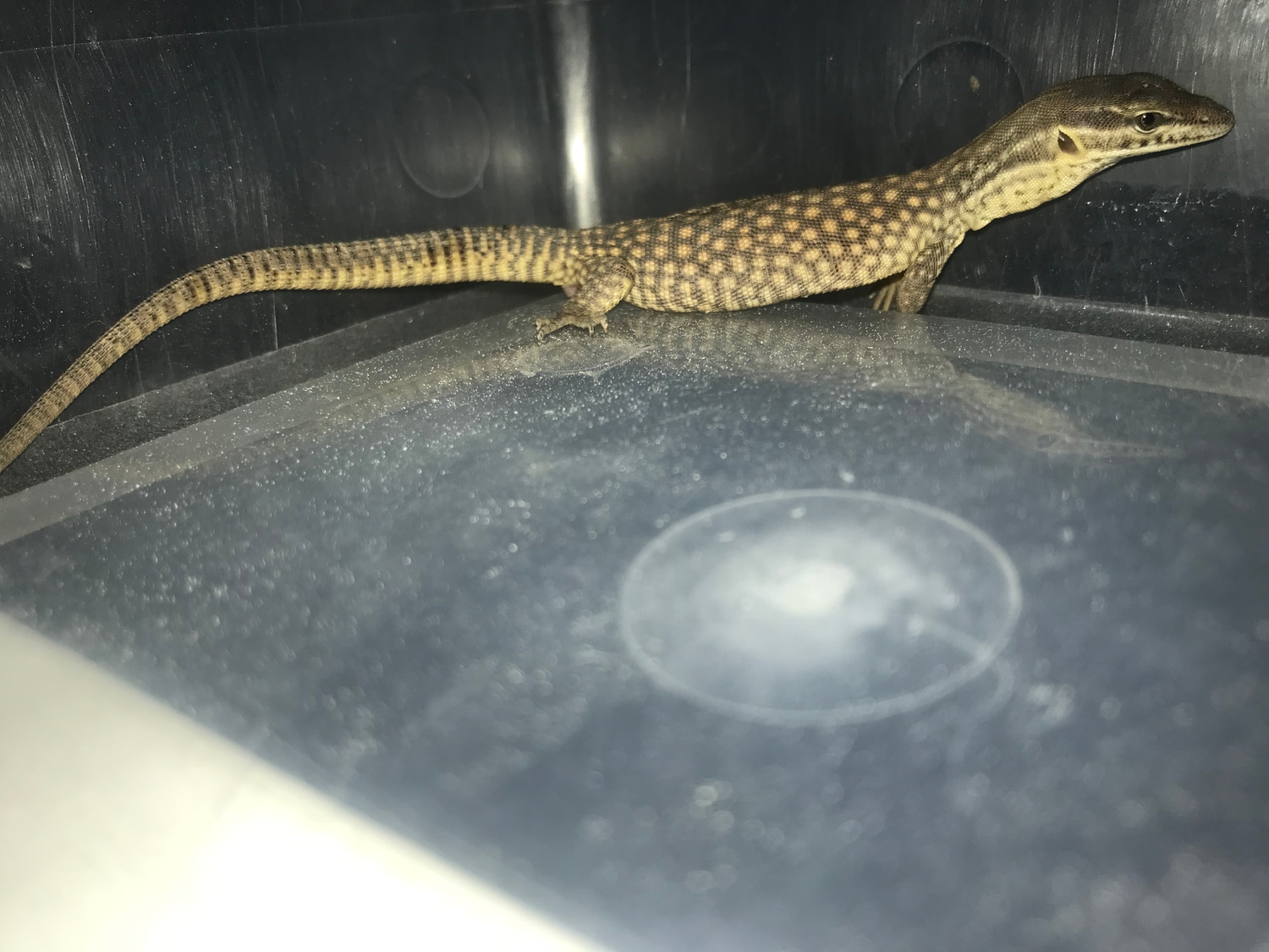 Yellow Ackie Monitor Spiny-Tailed Monitor by Planet Reptile - MorphMarket