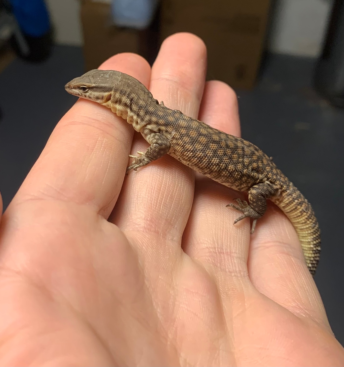 Yellow Ackie Monitor Spiny-Tailed Monitor by Planet Reptile - MorphMarket