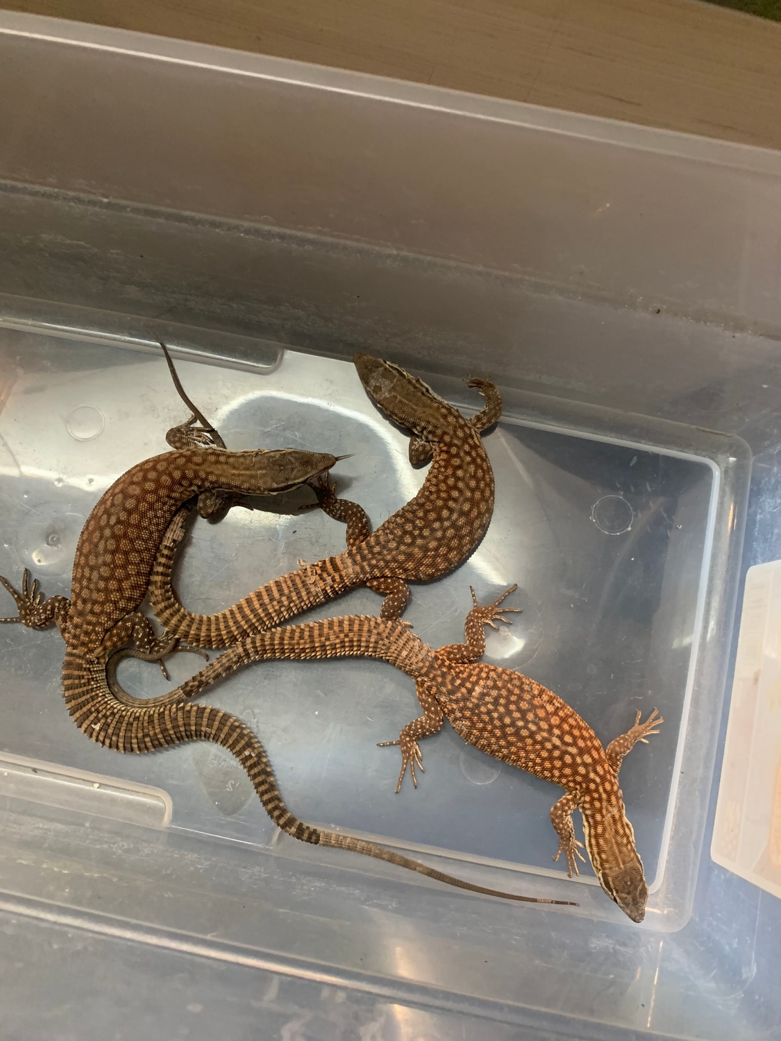 Yellow Ackie Monitors by Planet Reptile - MorphMarket