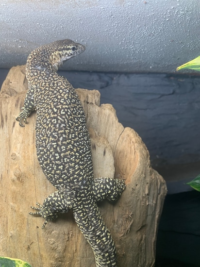 Timor Monitor Other Monitor by Planet Reptile