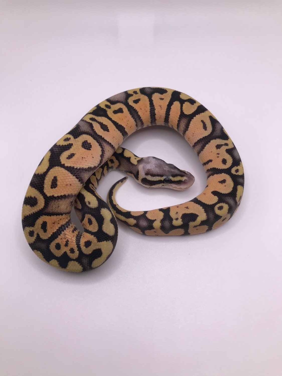 Super Pastel Ball Python by Blue Phase Genetics - MorphMarket