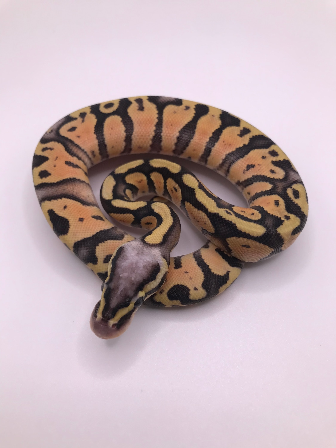 Super Pastel Ball Python by Blue Phase Genetics - MorphMarket