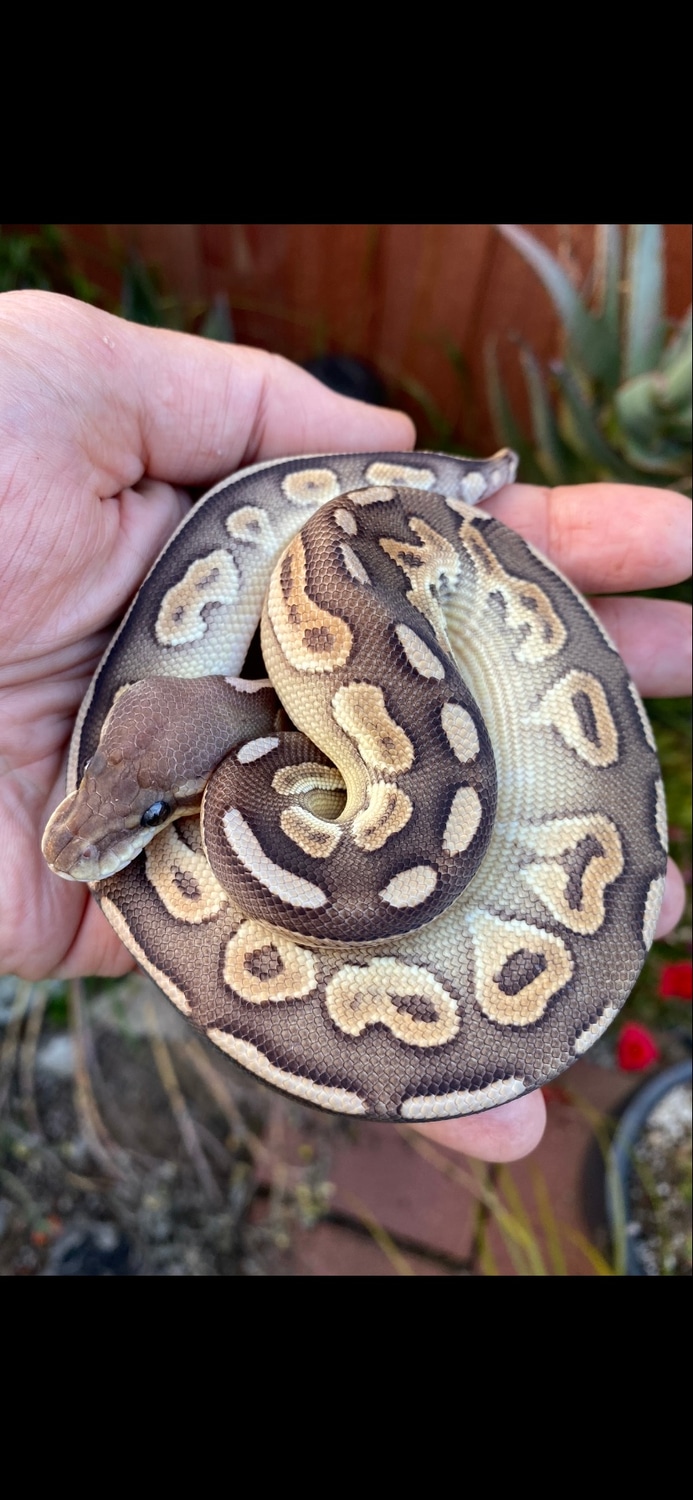 Savannah Het Hypo Ball Python by Central Coast Balls - MorphMarket