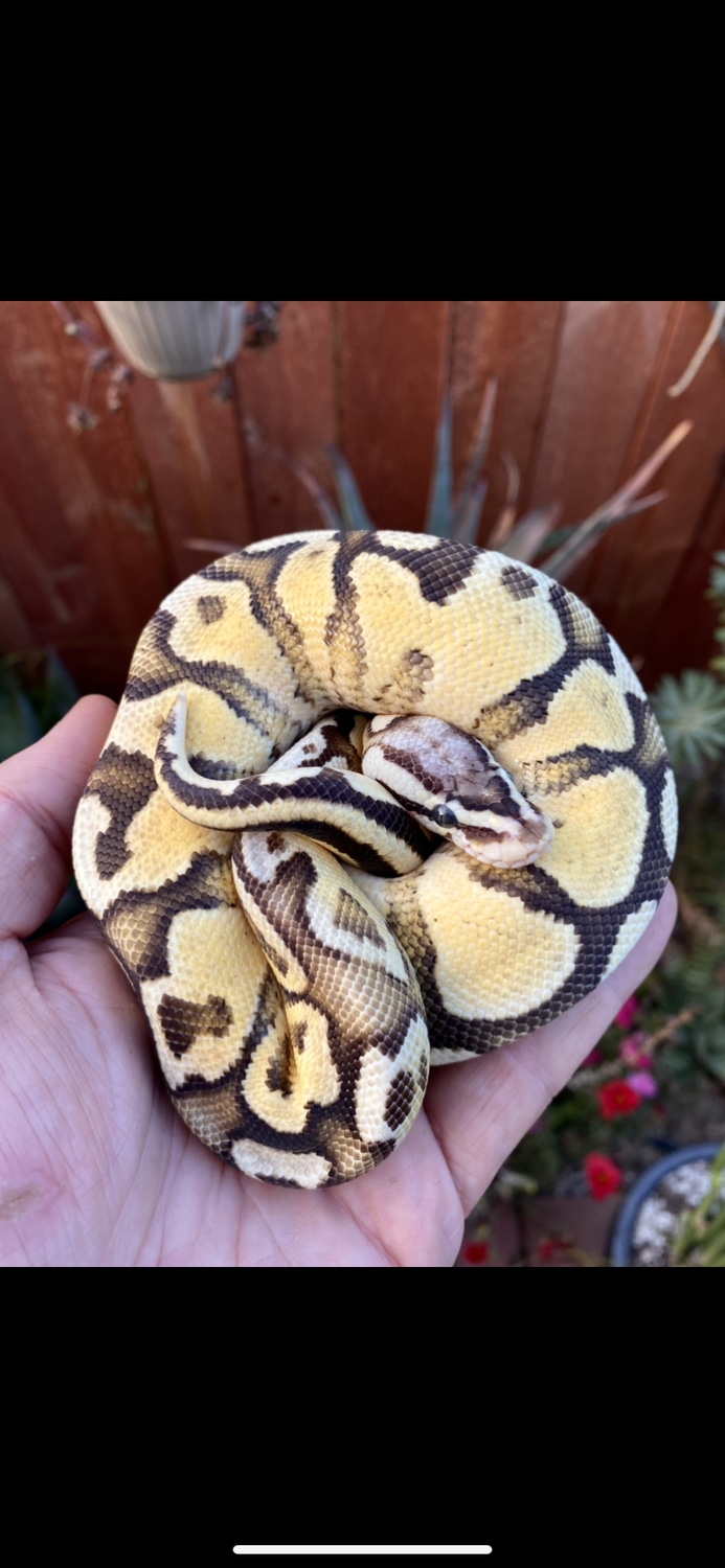 Firefly Yellowbelly Ball Python by Central Coast Balls - MorphMarket