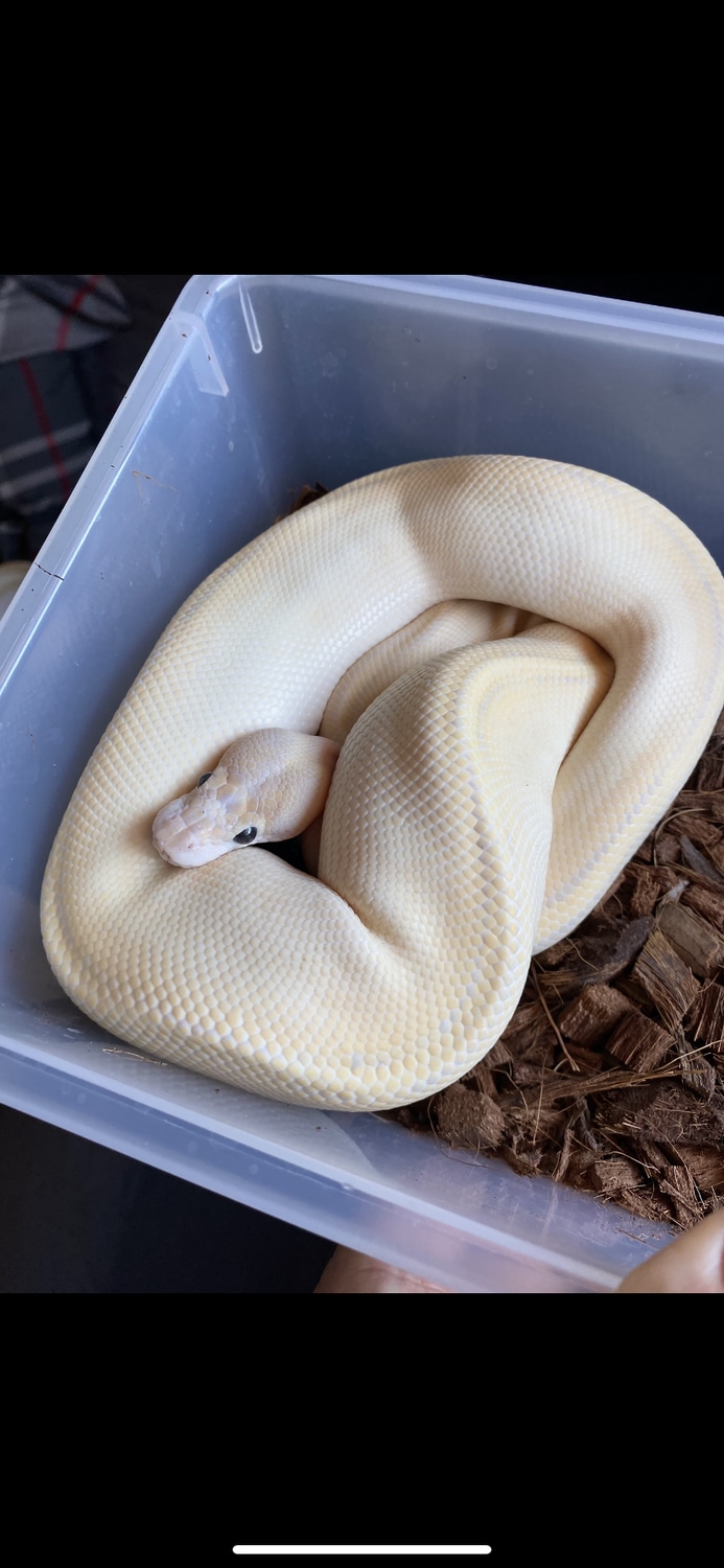 Ivory Pinstripe Ball Python by Central Coast Balls - MorphMarket