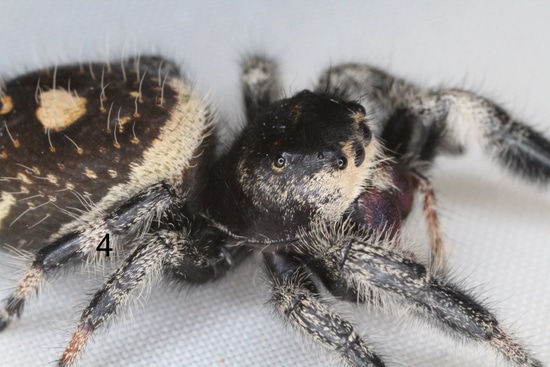 P. Regius Adult Female Black Phase Jumping Spider by Nick krueger ...