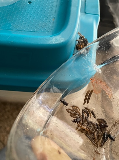 Buffalo Beetle Larvae Starter Kit ! 2 Oz Cup by Krueger Spiders And More