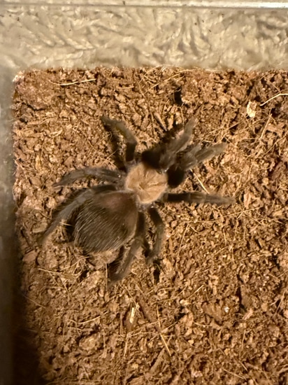 Brachypelma Albiceps 2” Tarantula by Krueger Spiders And More