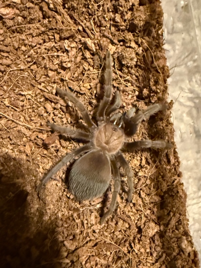 Brachypelma Albiceps 2” Tarantula by Krueger Spiders And More